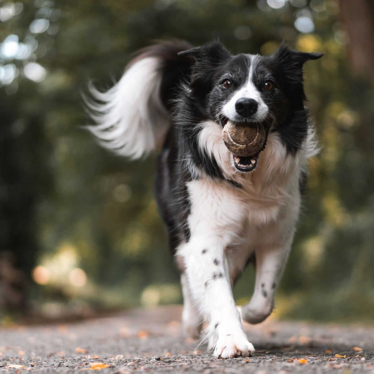Can Dogs Eat Fig Newtons? What You Need to Know - Bark n Purr Duo