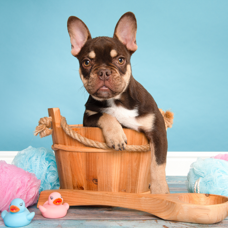 Bathing Your French Bulldog Puppy: The Do's & Don'ts - Bark n Purr Duo