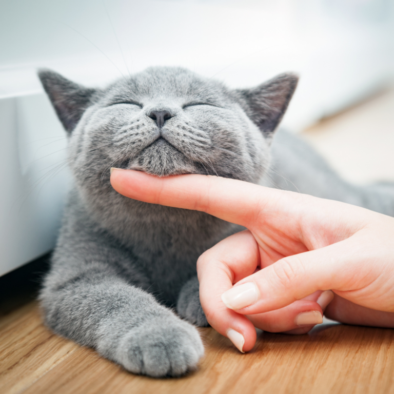 Can or Should Cats Eat Cheetos? What You Need to Know - Bark n Purr Duo