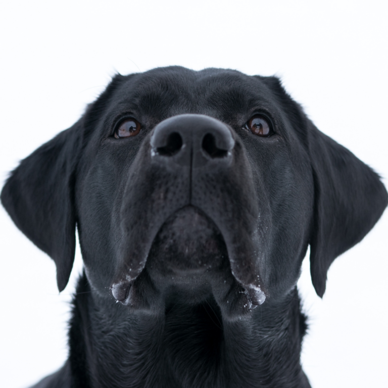 Can Dogs Eat Fig Newtons? What You Need to Know - Bark n Purr Duo