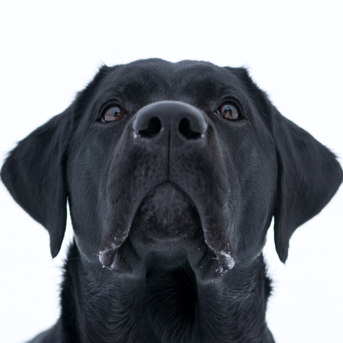 Can Dogs Eat Fig Newtons? What You Need to Know - Bark n Purr Duo